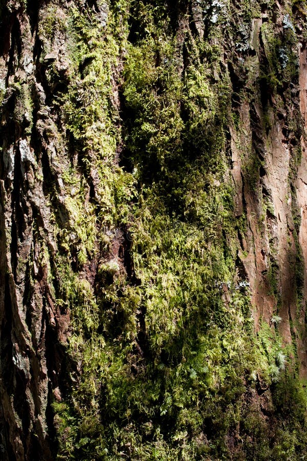 Close Up of Moss on Tree Bark Stock Photo - Image of moss, close: 167703012