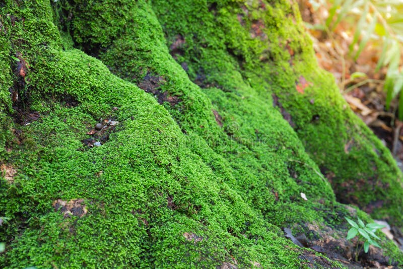 Close Up of Moss on Tree in Deep Forest. Nature Life Background Stock ...