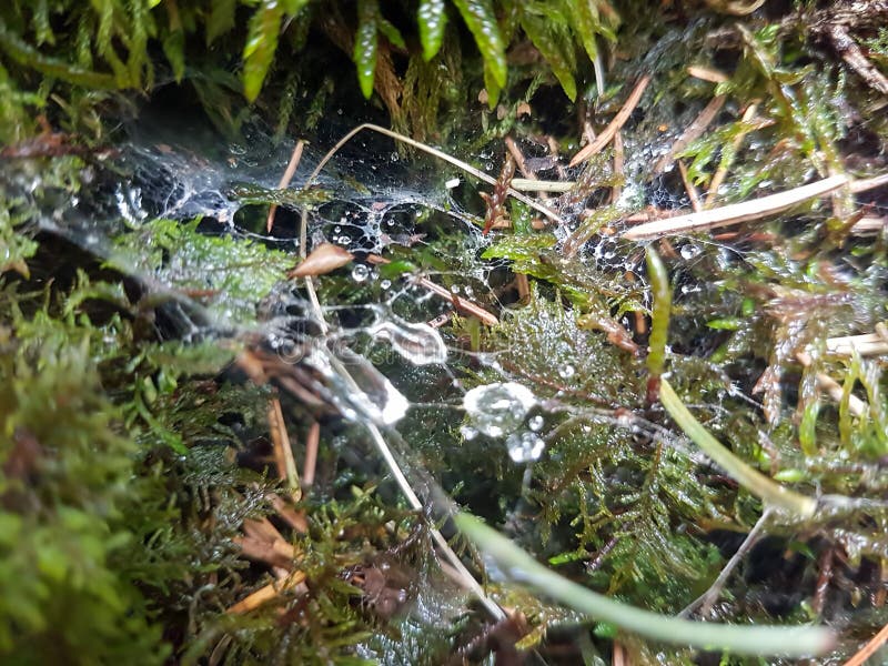 Close Up of Moss Tree with Waterdrops and Spider Web Stock Image ...