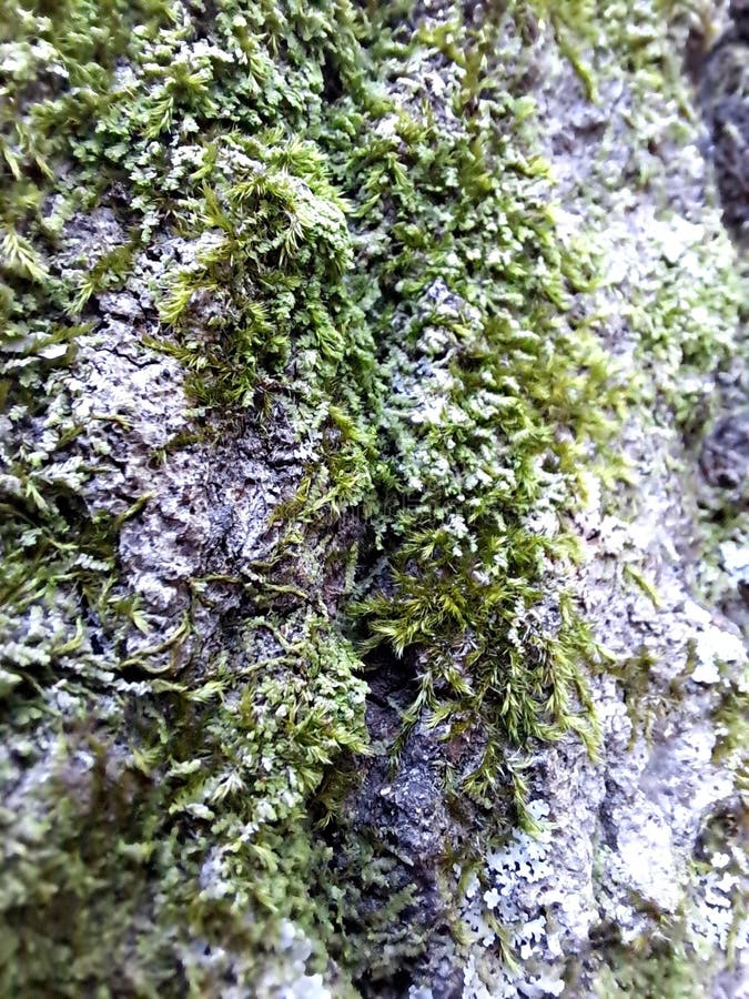 Close-up of moss stock photo. Image of outdoor, moss - 230697068
