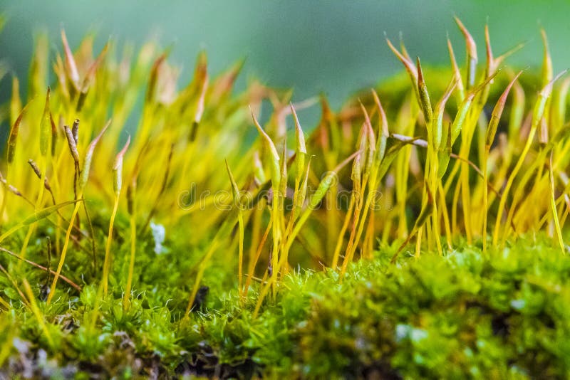 Mosses stock image. Image of sphagnum, botany, mosses - 115999423