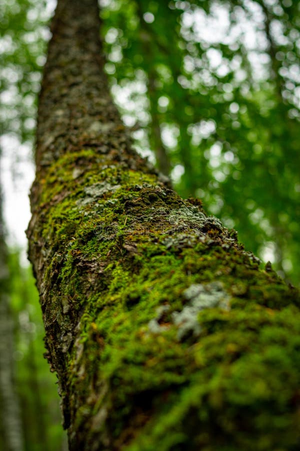 Close-up of Mossy Bending Tree in Forest Stock Photo - Image of closeup ...