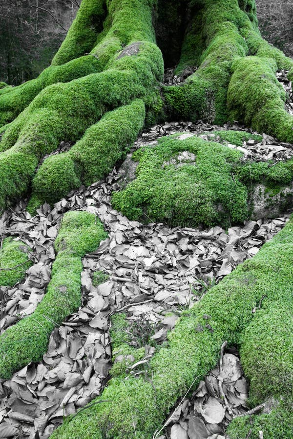 Mossy Roots and Rocks Forest Soil Stock Photo - Image of november ...
