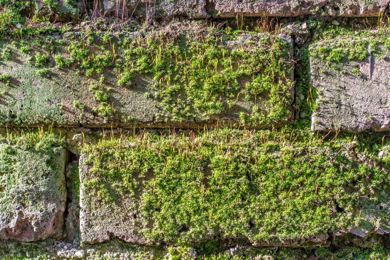 Moss-covered Bricks of an Old Brickwork Stock Image - Image of natural ...