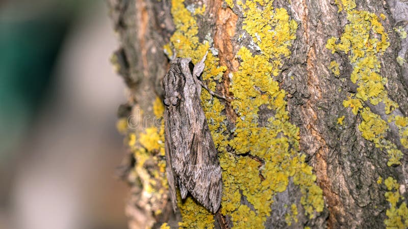Close Up of Moth Disguises Itself on a Tree in a Moss, Sochi Stock ...