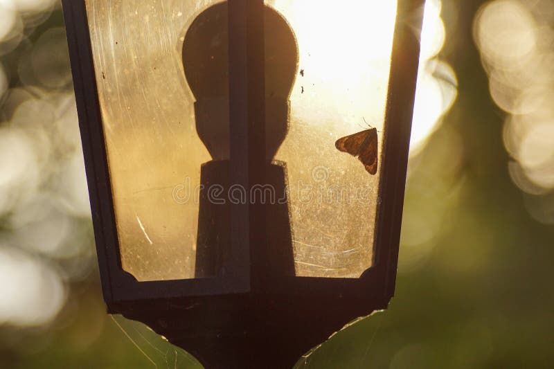 Close Up of a Moth Inside a Street Lamp Stock Image - Image of shades ...