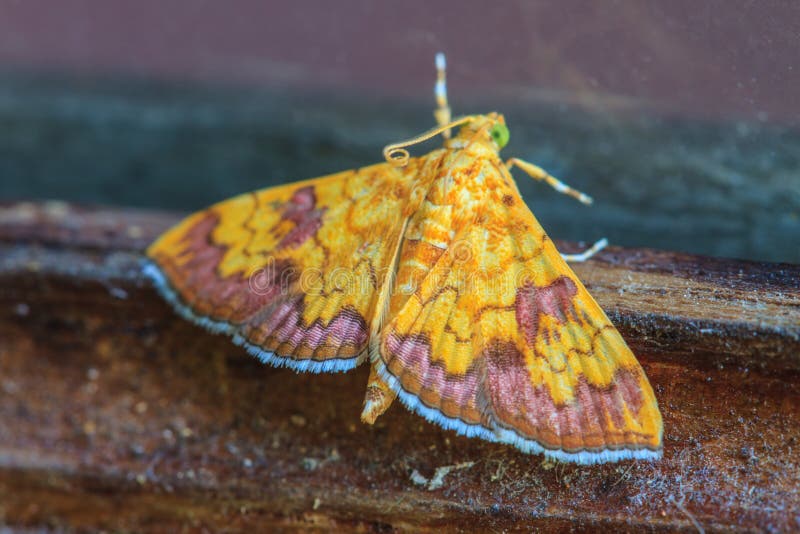 Close up of moth stock photo. Image of entomology, moth - 47189938