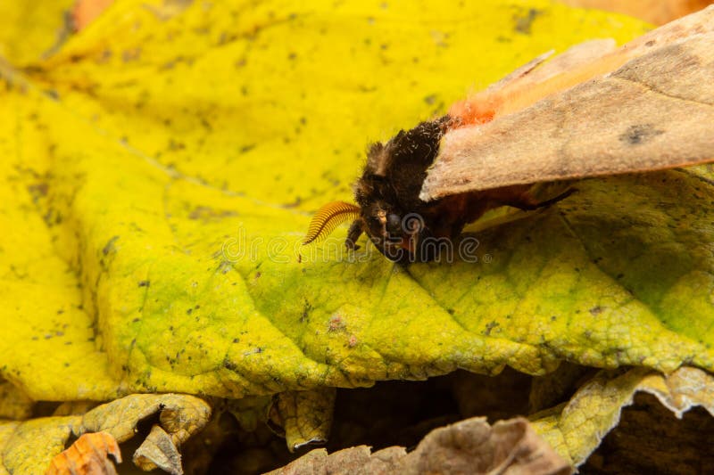 Close up of a moth s face. stock photo. Image of texture - 368646006