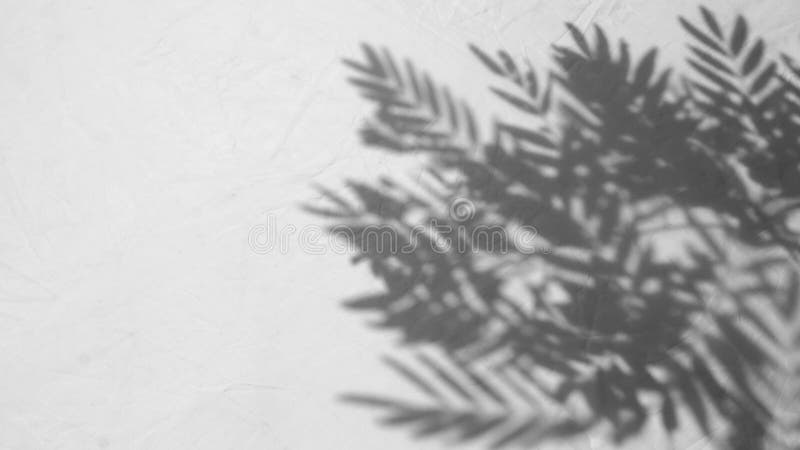 Shadow of Leaves on a Pink Textured Wall Stock Footage - Video of ...