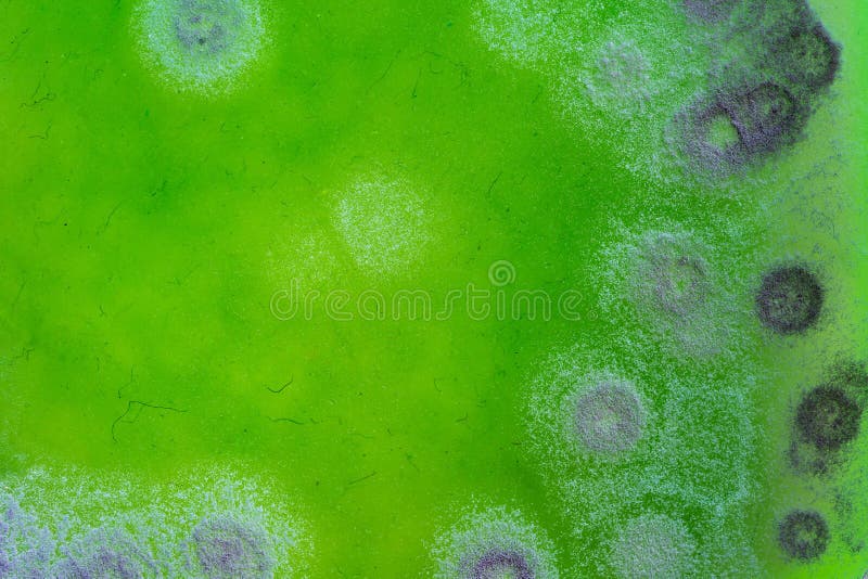 Close-up of the Mould on a Green Slime Stock Image - Image of rotten ...