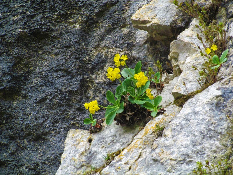 Close Up of Mountain Cowslip (Primula Auricula) Stock Photo - Image of ...