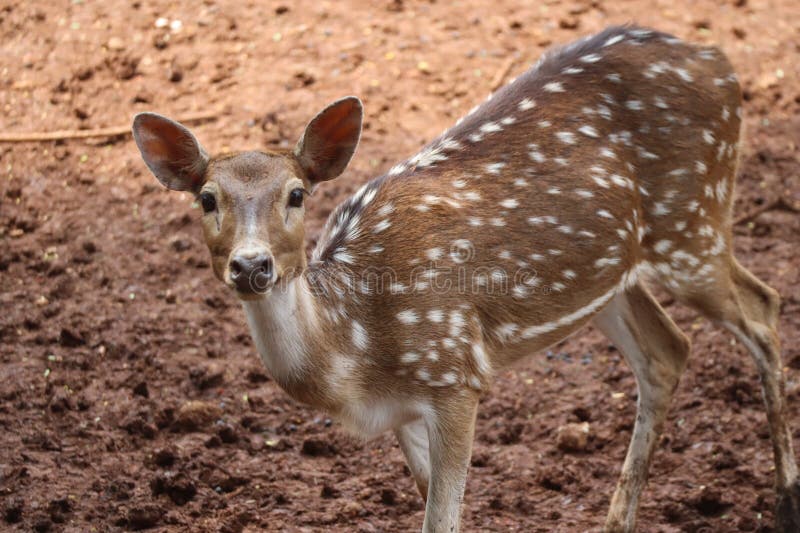 Close Up of the Mouse Deer Standing Stock Photo - Image of horn, close ...