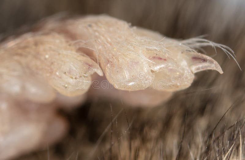 Close-up of a mouse paw. stock image. Image of smell - 223189807