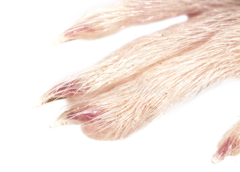 Close-up of a mouse paw. stock photo. Image of lovely - 223190808