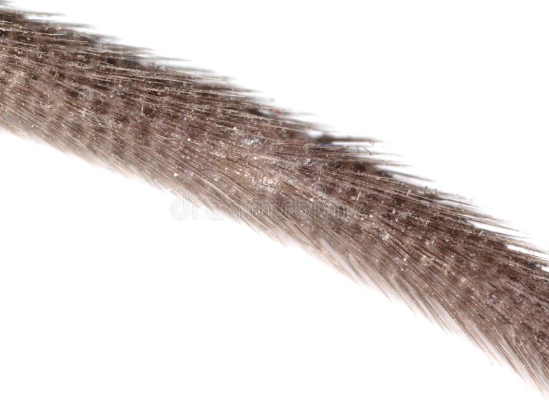 Mouse Tail Isolated on White Background. Stock Image - Image of gray ...