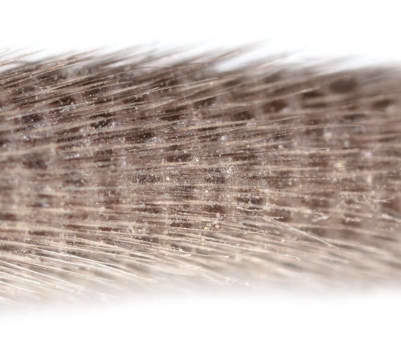 Mouse Tail Isolated on White Background. Stock Image - Image of gray ...