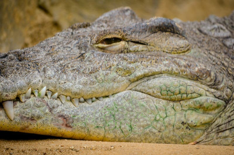 Crocodile stock image. Image of serpent, tooth, crocodile - 282122217