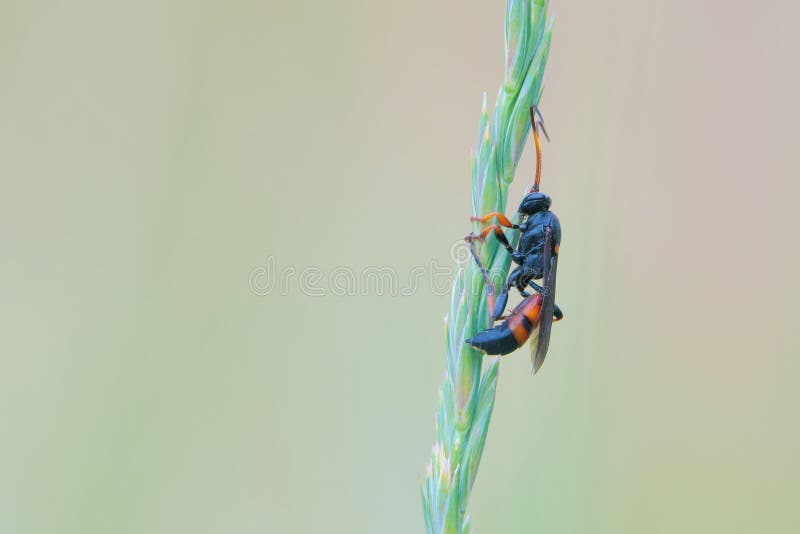 Mud dauber stock image. Image of nature, insect, digger - 242656967