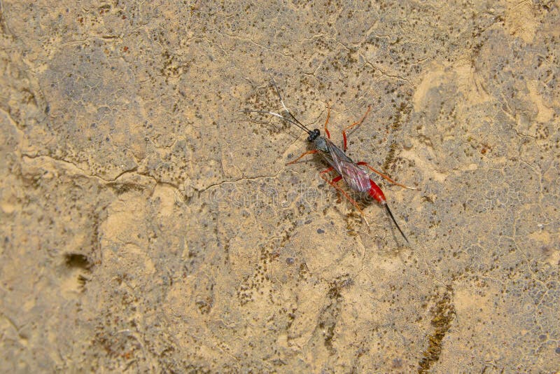 Mud dauber stock image. Image of animals, animal, dauber - 238016361