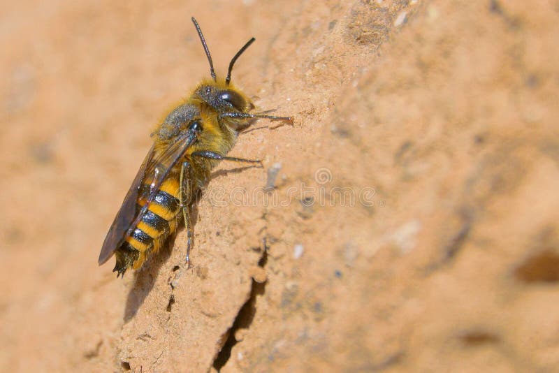 Mud dauber stock photo. Image of wasp, insect, dauber - 242532376