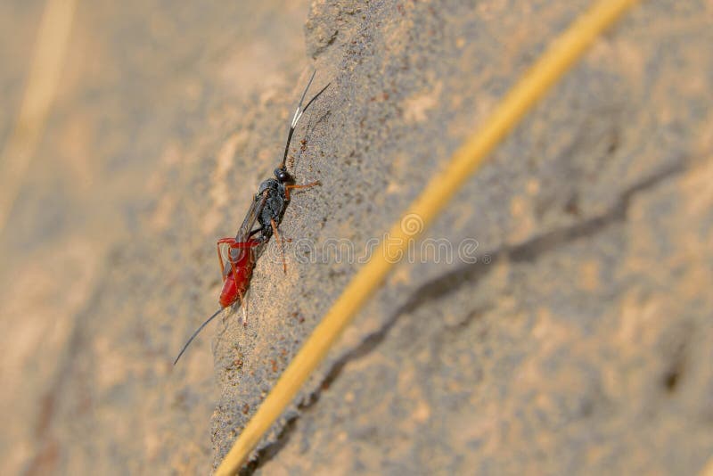 Mud dauber stock photo. Image of insects, wildlife, insect - 238016760