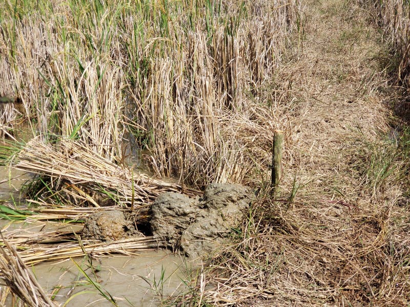 Close-up of a Mud-Filled Ditch in a Field of Dried Grass Stock Photo ...