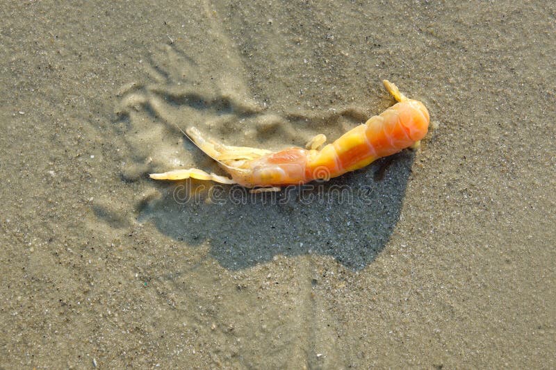 Mud shrimp stock image. Image of wildlife, seabeach - 356883785