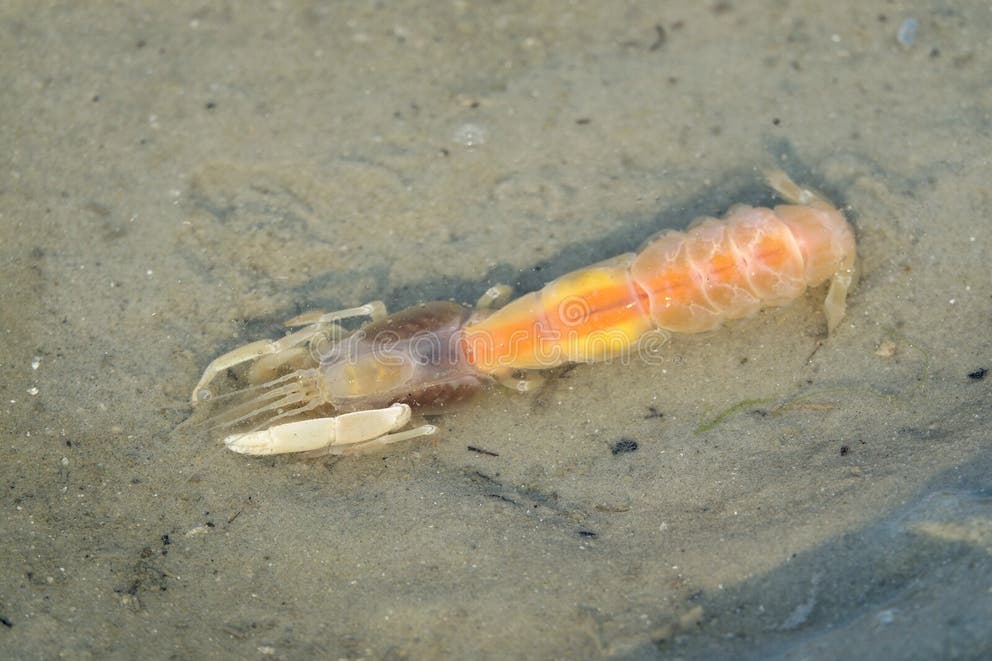Mud shrimp stock photo. Image of seabeach, animal, sandy - 356883788