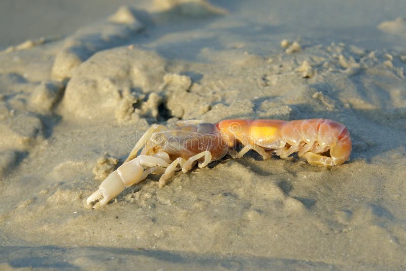 Mud shrimp stock image. Image of natural, seabeach, upogebia - 356883811