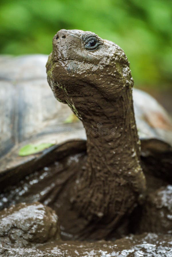Close-up of Muddy Galapagos Giant Tortoise Head Stock Photo - Image of ...
