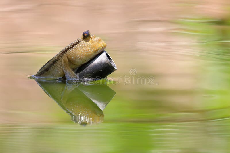 Close-up of Mudskipper or Amphibious Fish. Stock Photo - Image of ...