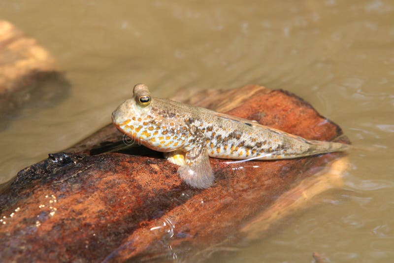 Close Up Mudskipper Fish,Amphibious Fish Standing on a Tree Branch at ...