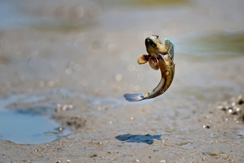 Mudskipper Jumping