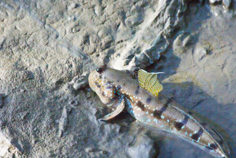 Close Up Mudskipper Fish,Amphibious Fish Lying on a Log and Looking at ...