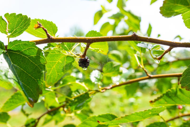 Close-up Mulberry Tree Branch with a Lonely Berry Stock Image - Image ...
