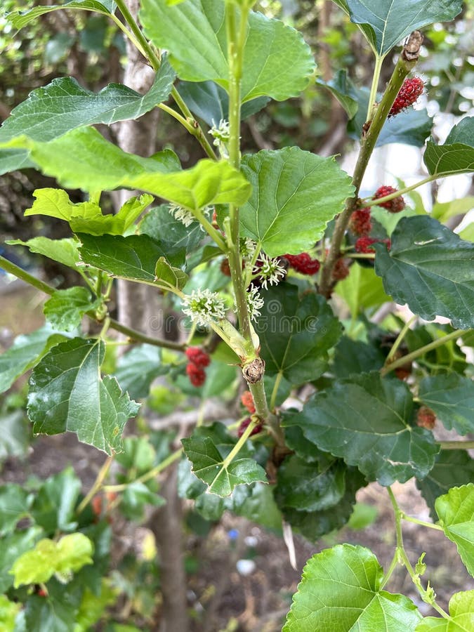 Mulberry Tree in Nature Garden Stock Photo - Image of green, closeup ...