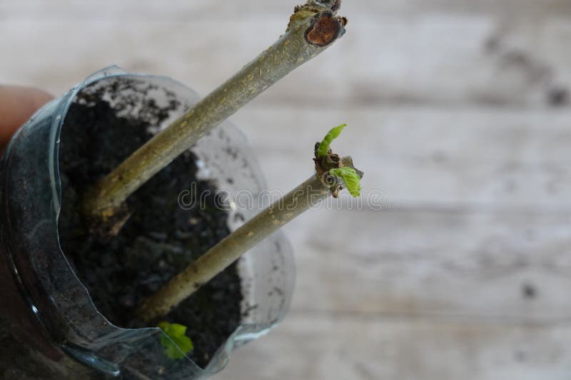 Close Up Mulberry Tree Reproduced by Cuttings. Mulberry Tree Branches ...