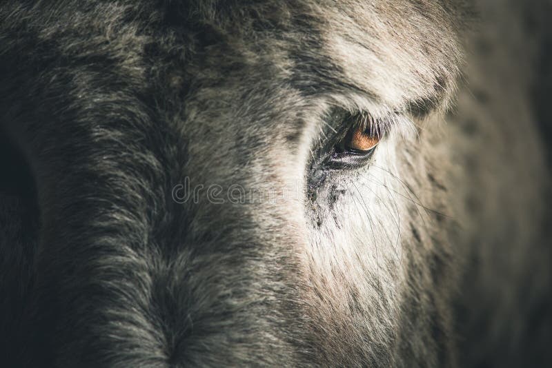 Close-up of a Mule`s Eye Dark Dramatic Style Image Stock Photo - Image ...