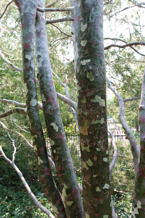 Colored Bark on Textured Tree in Woods Stock Image - Image of colors ...