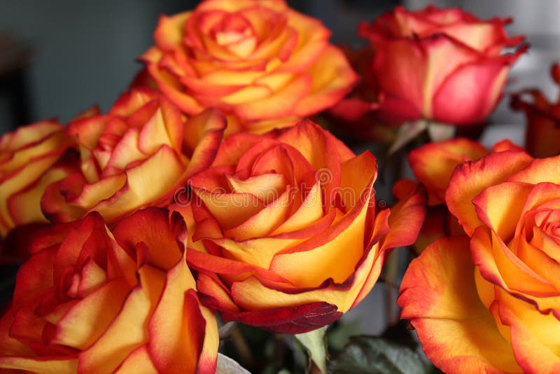 A Group of Circus Roses - Yellow Flowers with Orange and Red Tips Stock ...