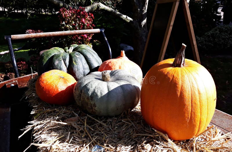 Close Up of Multi-colored Decorative Pumpkins. Stock Photo - Image of ...