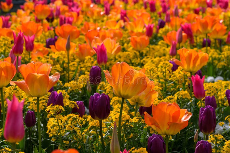 Close-up of Multi Colored Tulips in Field Stock Image - Image of green ...