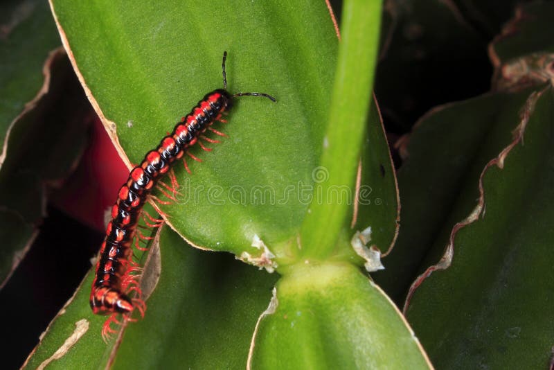 The Insect Foot Under a Strong Increase. in a Black and White Version ...