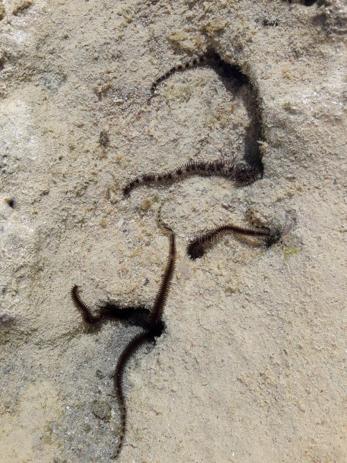 Close Up of Multiple Black Marine Worms Emerging from Sandy Coral Reef ...