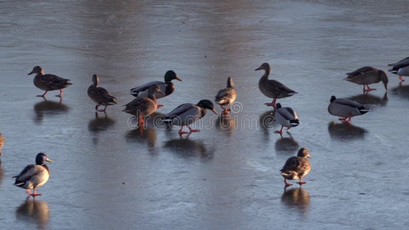 Close Up of Multiple Ducks Moving on a F Stock Footage - Video of close ...