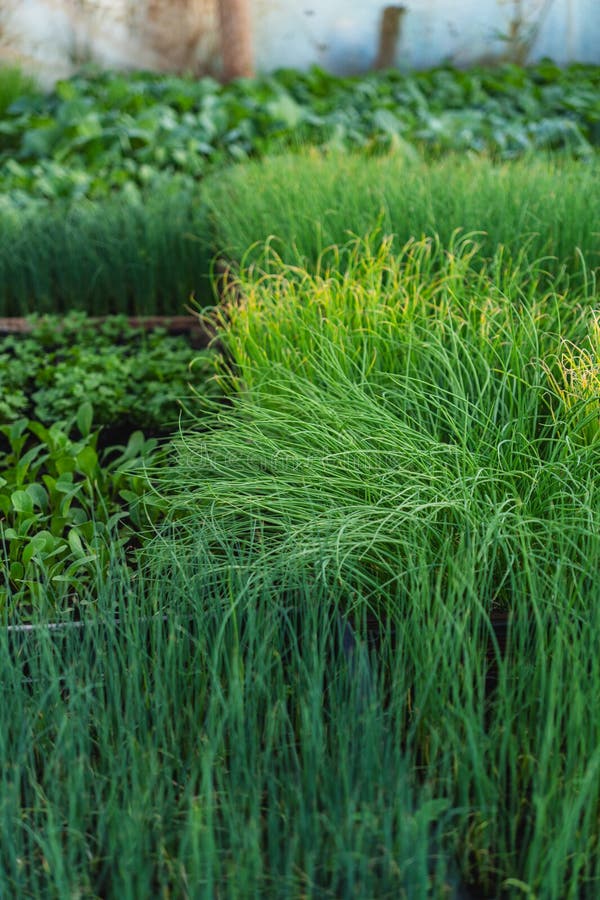 A Close-up of the Multitude of Onion Seedlings Growing in the ...