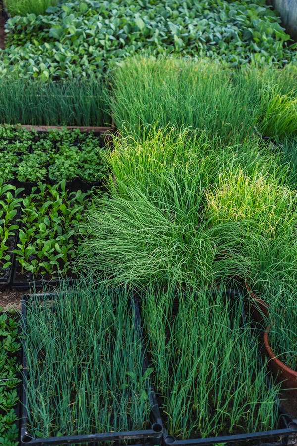 A Close-up of the Multitude of Onion Seedlings Growing in the ...