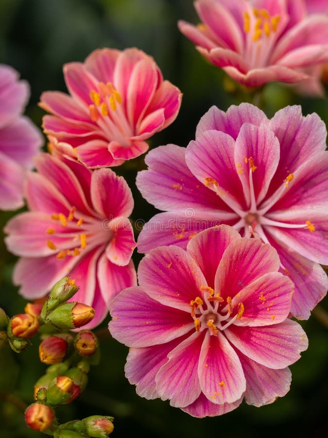 Close-up of the Multitude of Pink Flowers of Lewisia Cotyledon Stock ...