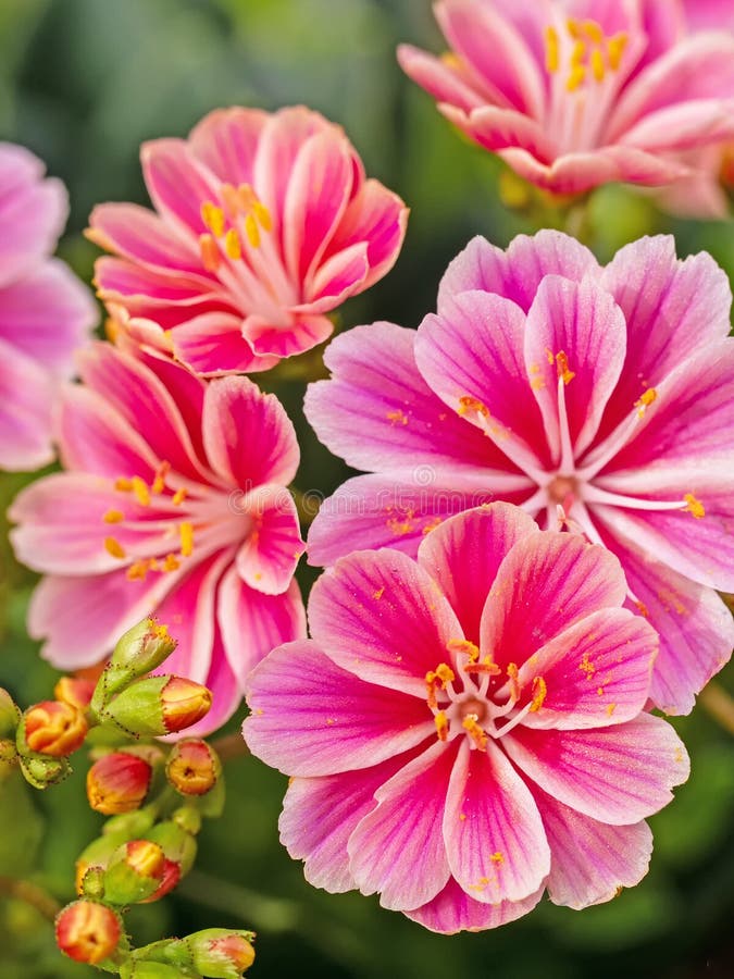 Close-up of the Multitude of Pink Flowers of Lewisia Cotyledon Stock ...