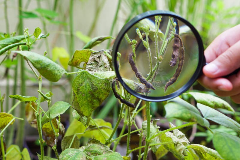 Close Up of the Mung Bean Pod with Magnifying Glass. Explore Concept ...